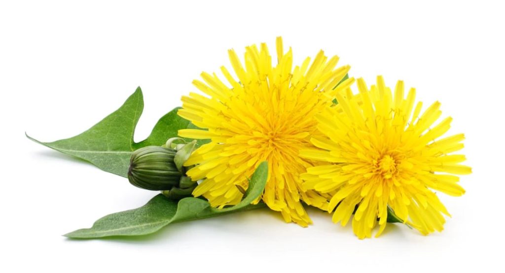 Anatomy of a Dandelion - Dandy Blend